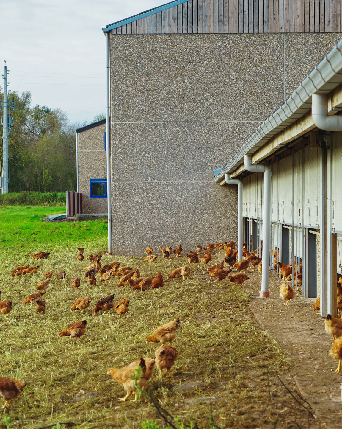 Les Volailles de Berloz, un métier guidé par la passion - #jecuisinelocal